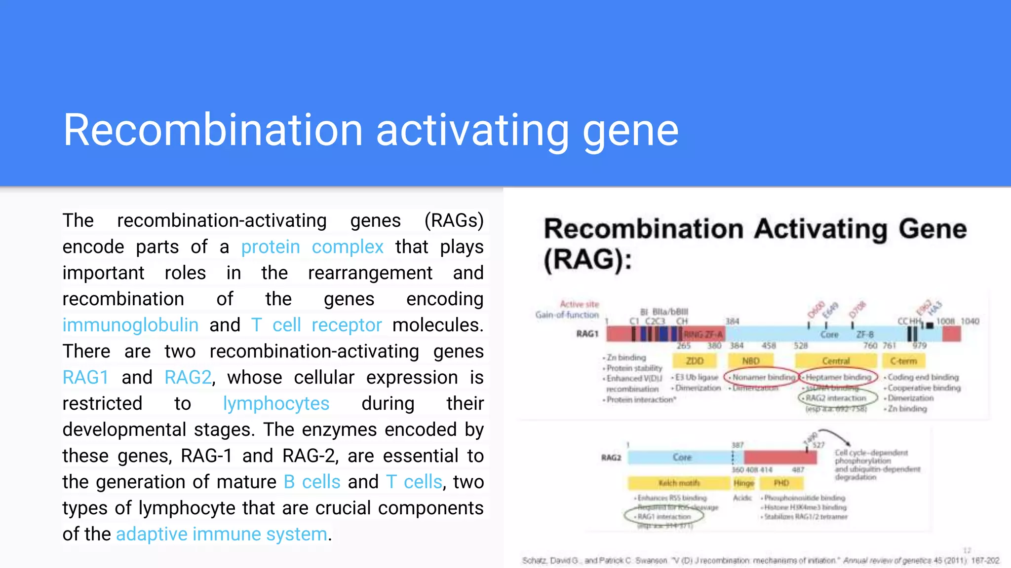 Genetics of immune system | PPTX