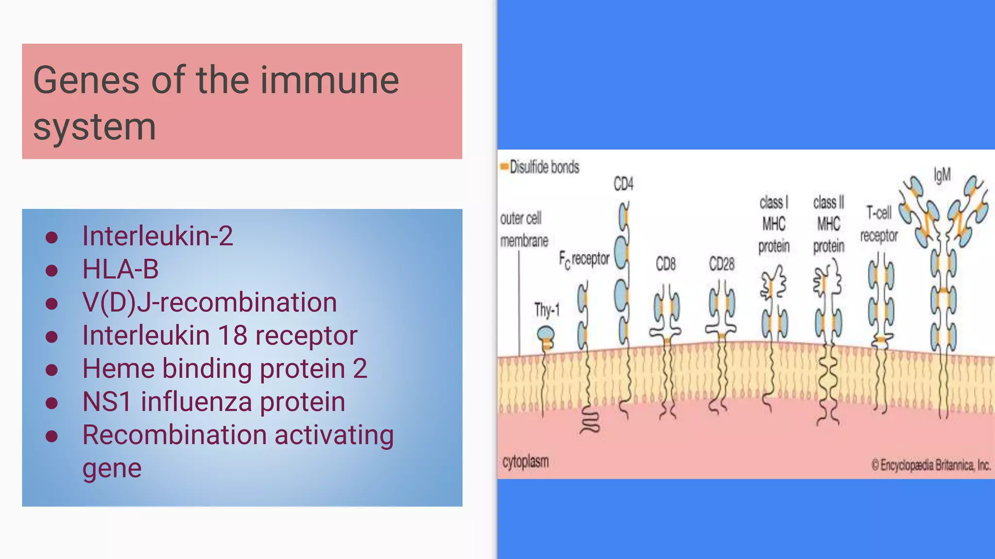 Genetics of immune system | PPTX