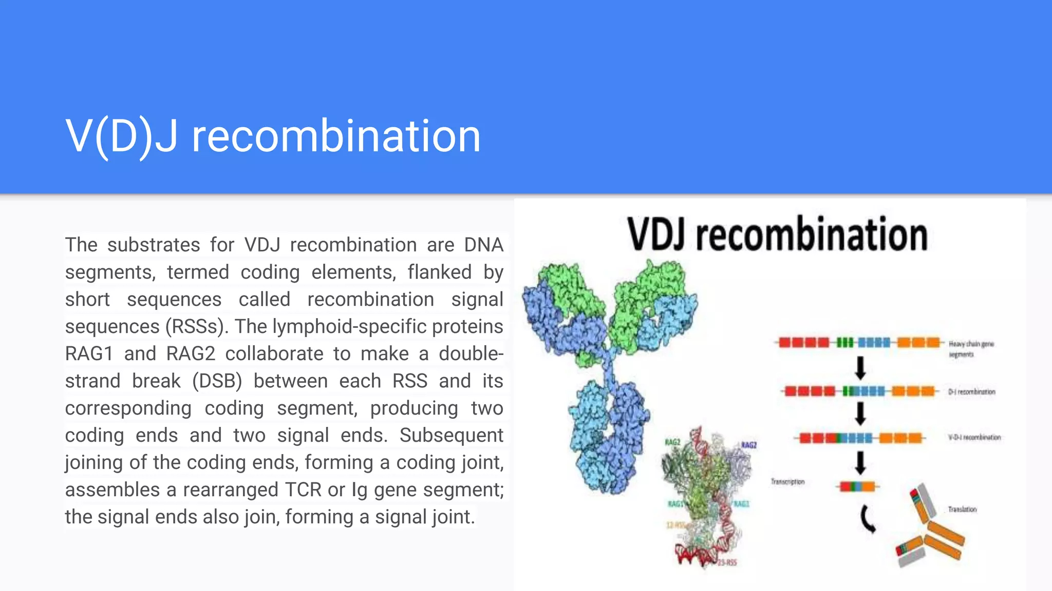 Genetics of immune system | PPTX