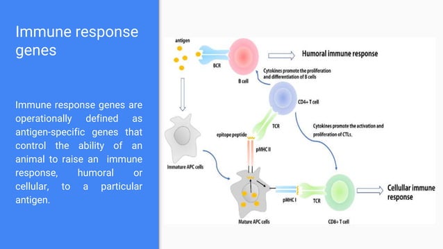 Genetics of immune system | PPTX