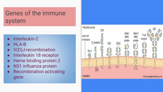 Genetics of immune system | PPTX