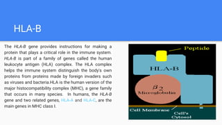 Genetics of immune system | PPTX