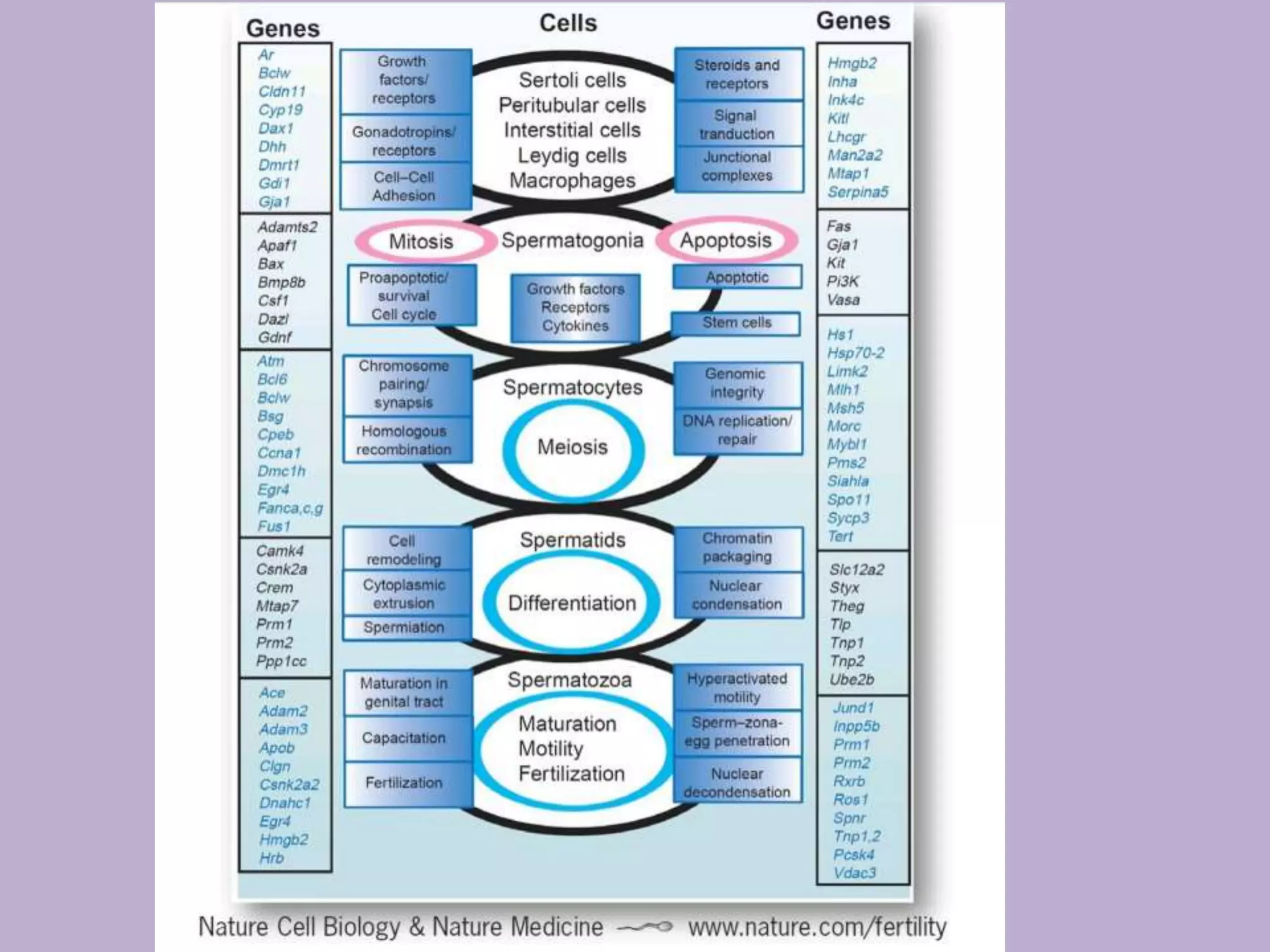 'GENETICS OF MALE & FEMALE INFERTILITY.pptx