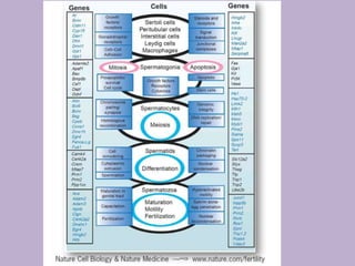 'GENETICS OF MALE & FEMALE INFERTILITY.pptx