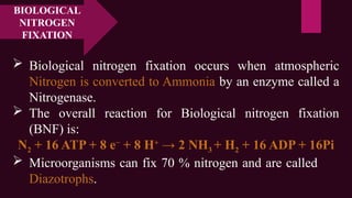 GENETICS OF NITROGEN FIXATION/ MICROBIOLOGY | PPT