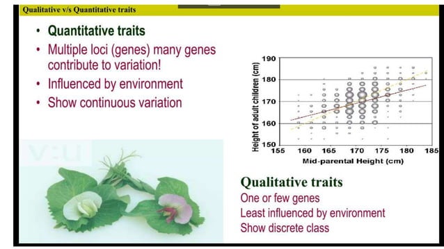 Genetics of traits-pptx | PPT