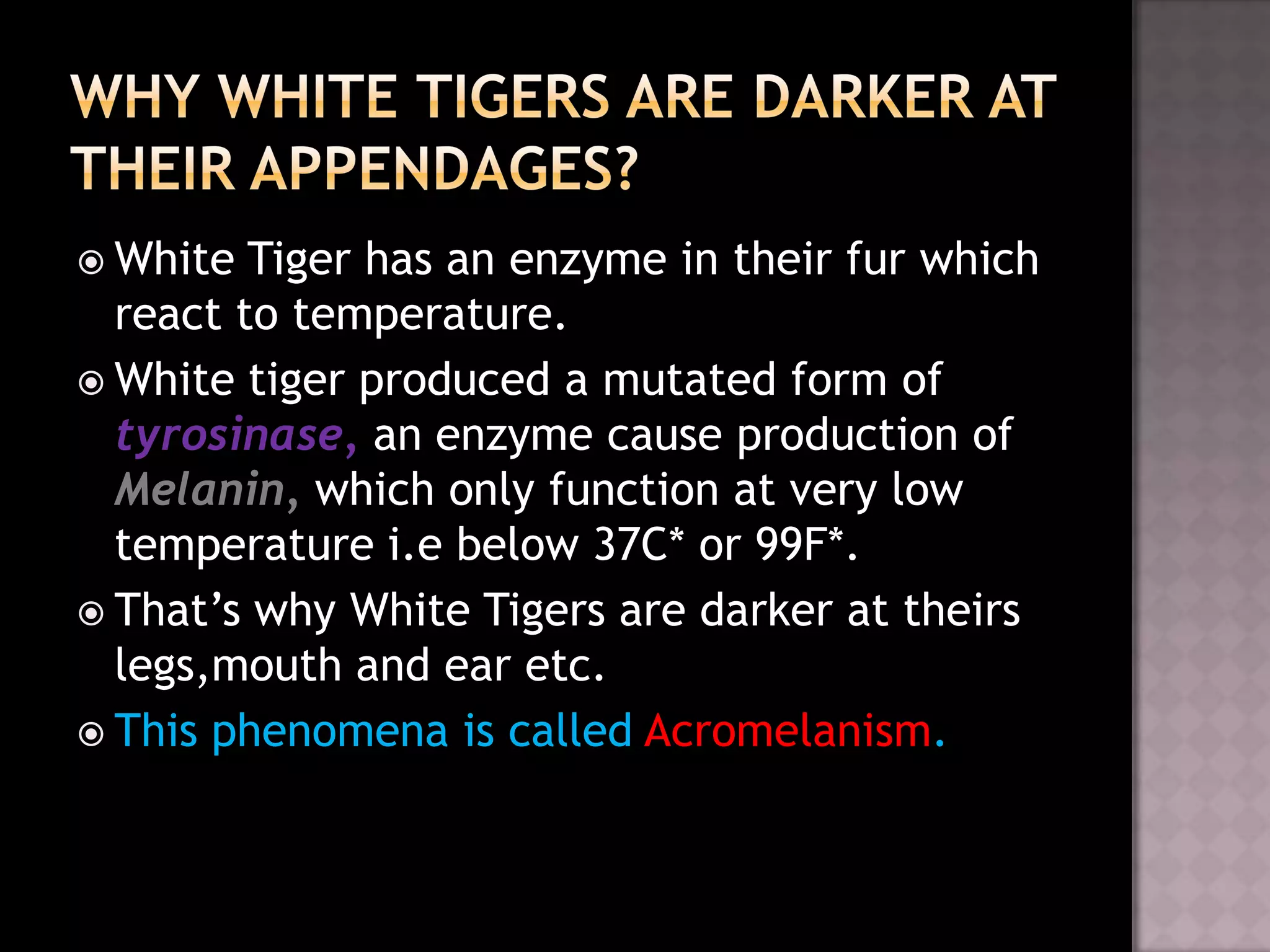 Genetics of white tiger | PPTX