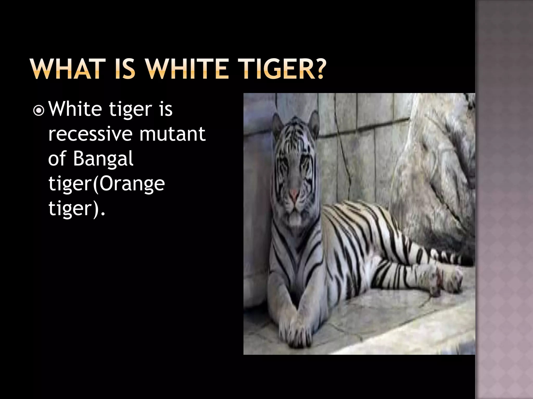 Genetics of white tiger | PPTX