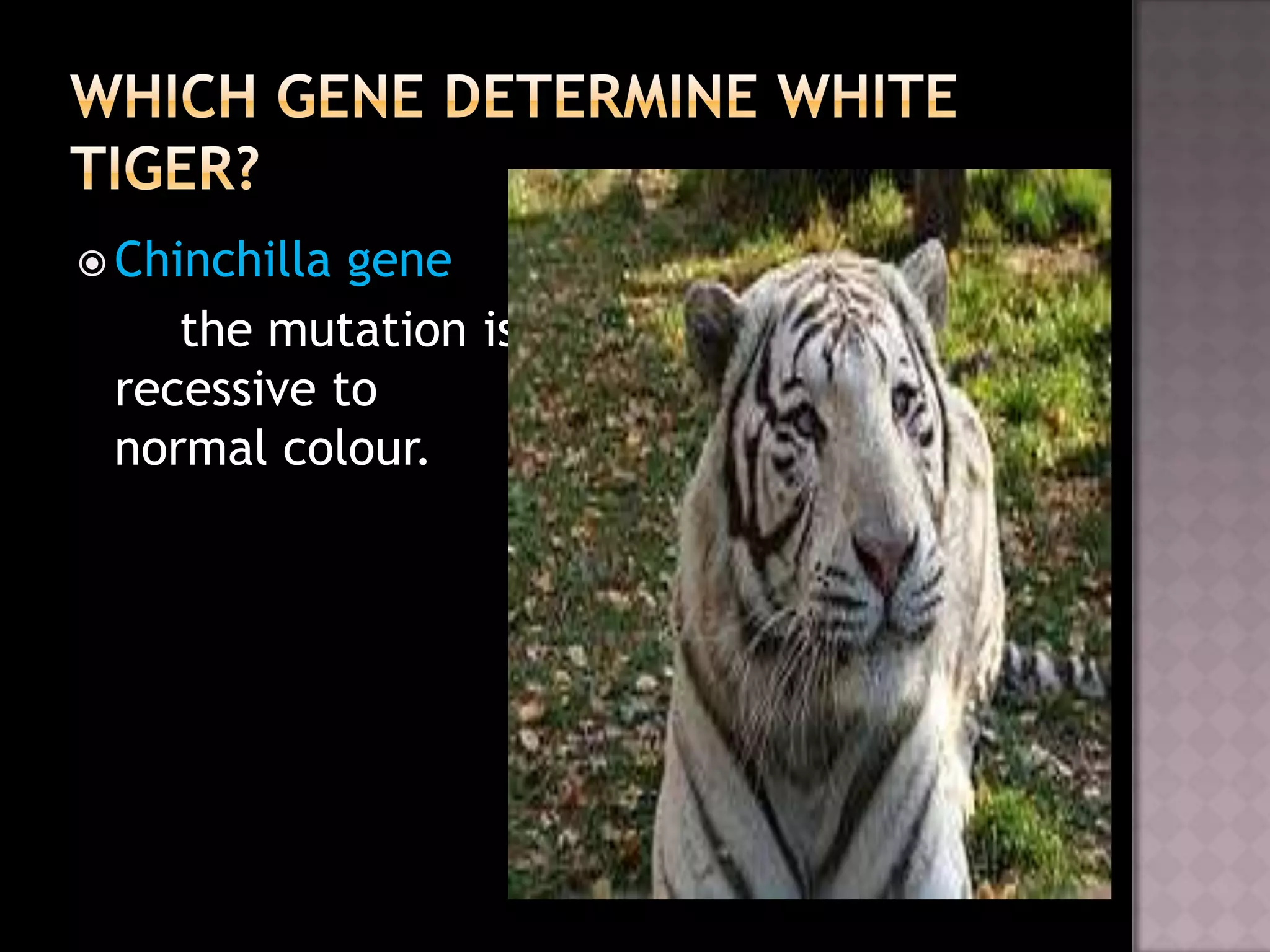 Genetics of white tiger | PPT