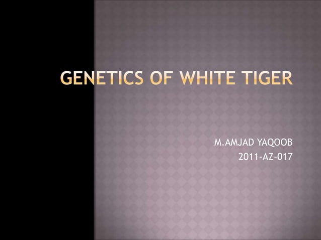 Genetics of white tiger | PPT
