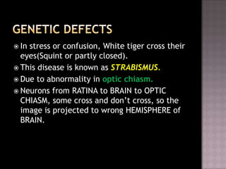 Genetics of white tiger | PPT