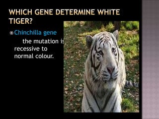 Genetics of white tiger | PPT