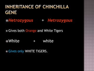 Genetics of white tiger | PPT