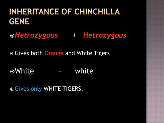 Genetics of white tiger | PPT