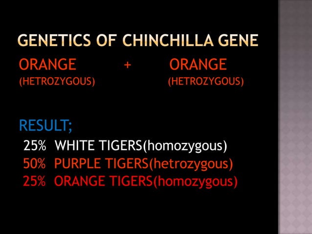 Genetics of white tiger | PPT
