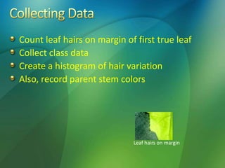 Genetics of wisconsin fast plants | PPTX