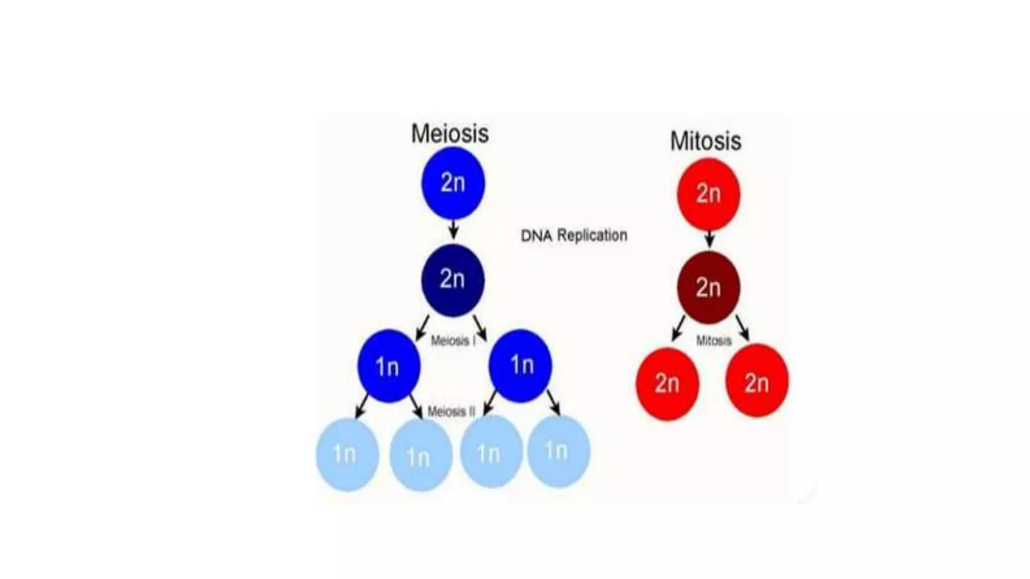 GENETICS INTRODUCTION NURSING | PPTX