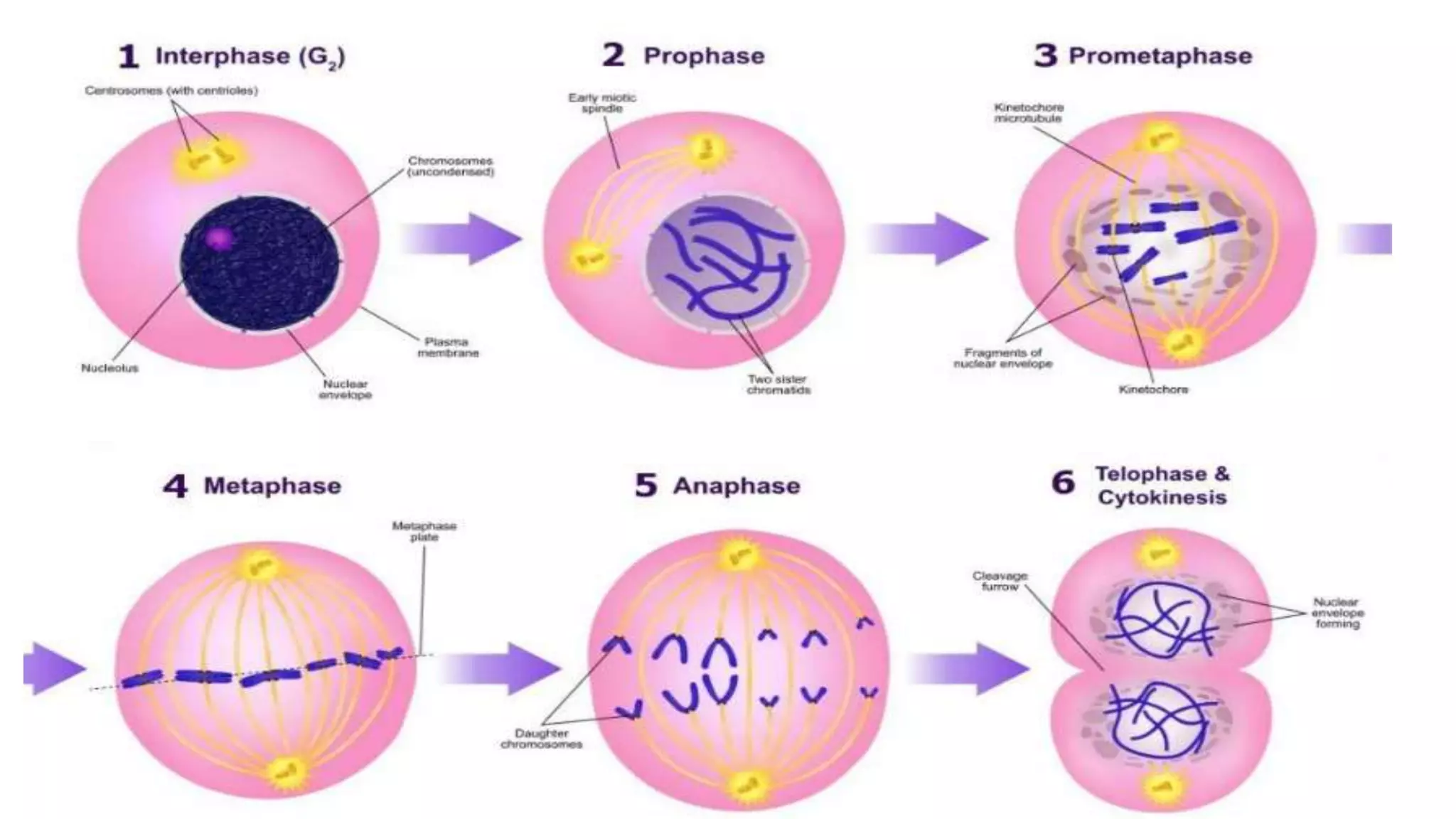 GENETICS INTRODUCTION NURSING | PPTX