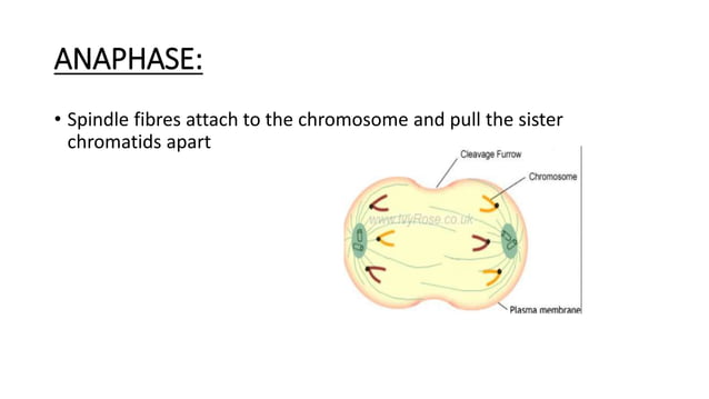 GENETICS INTRODUCTION NURSING | PPTX
