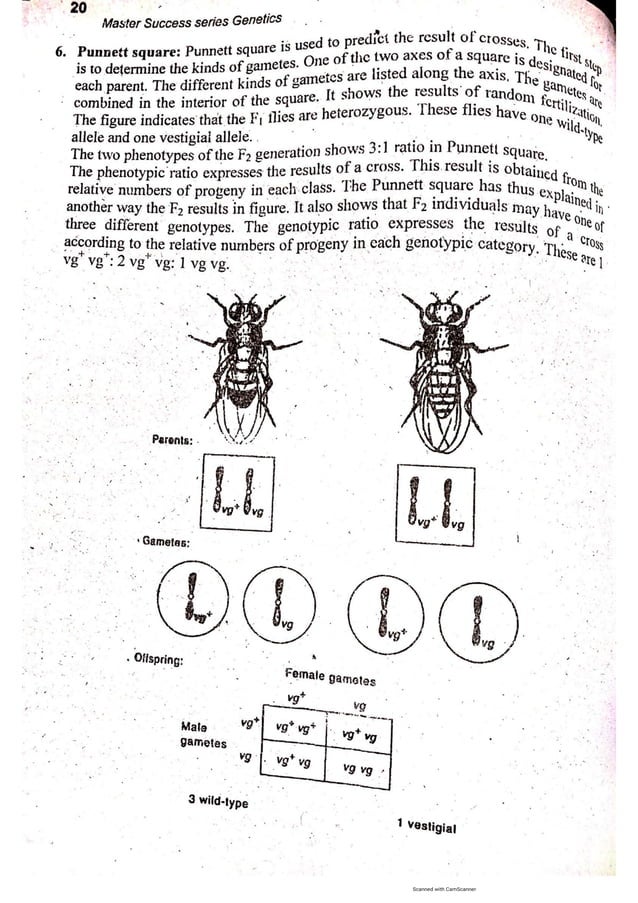 Genetics part 1.pdf