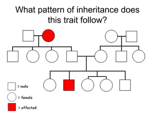 Genetics pedigree problems | PPT