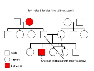 Autosomal Recessive Vs Autosomal Dominant Pedigree