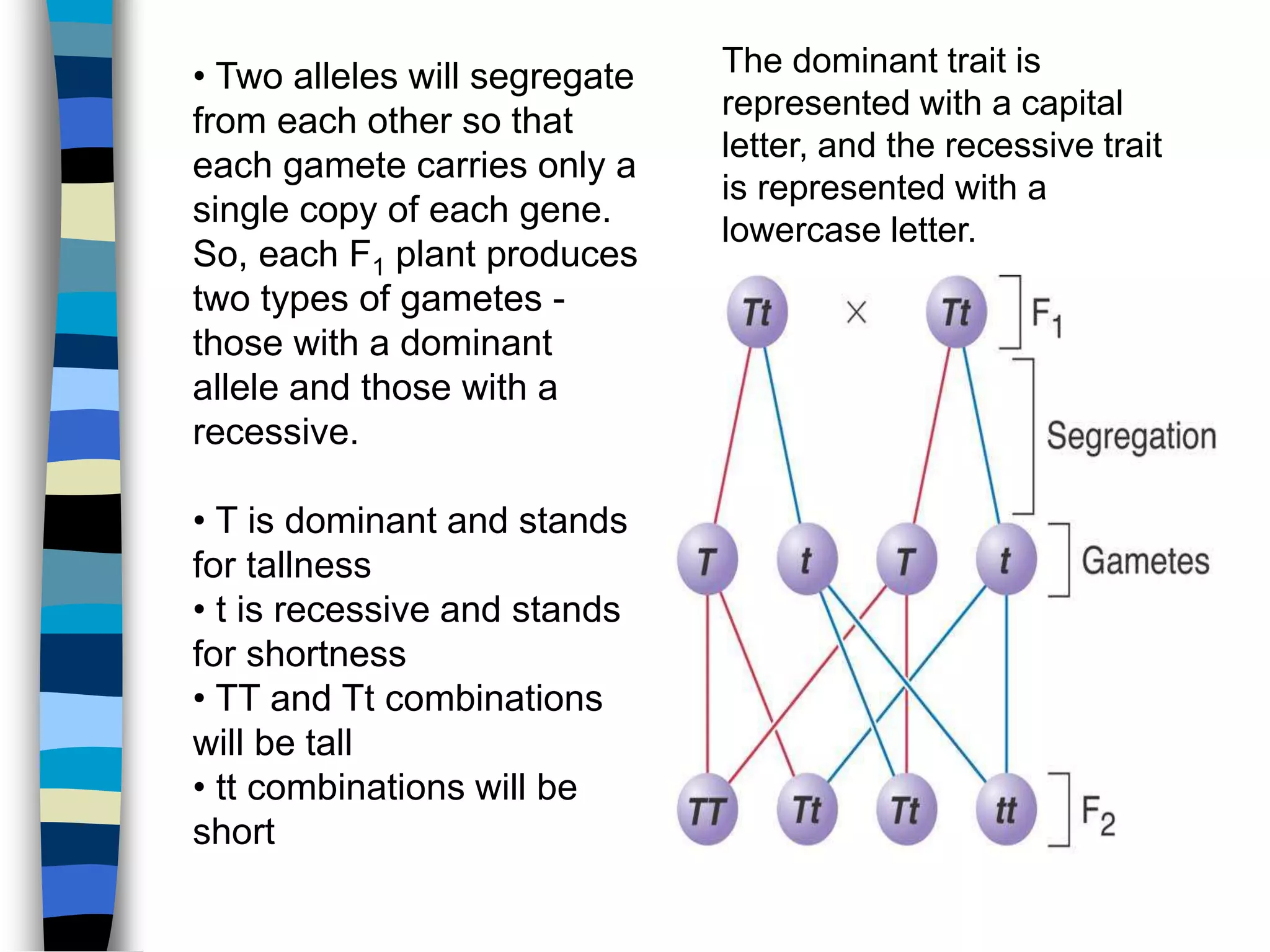 Genetics Powerpoint.pptx