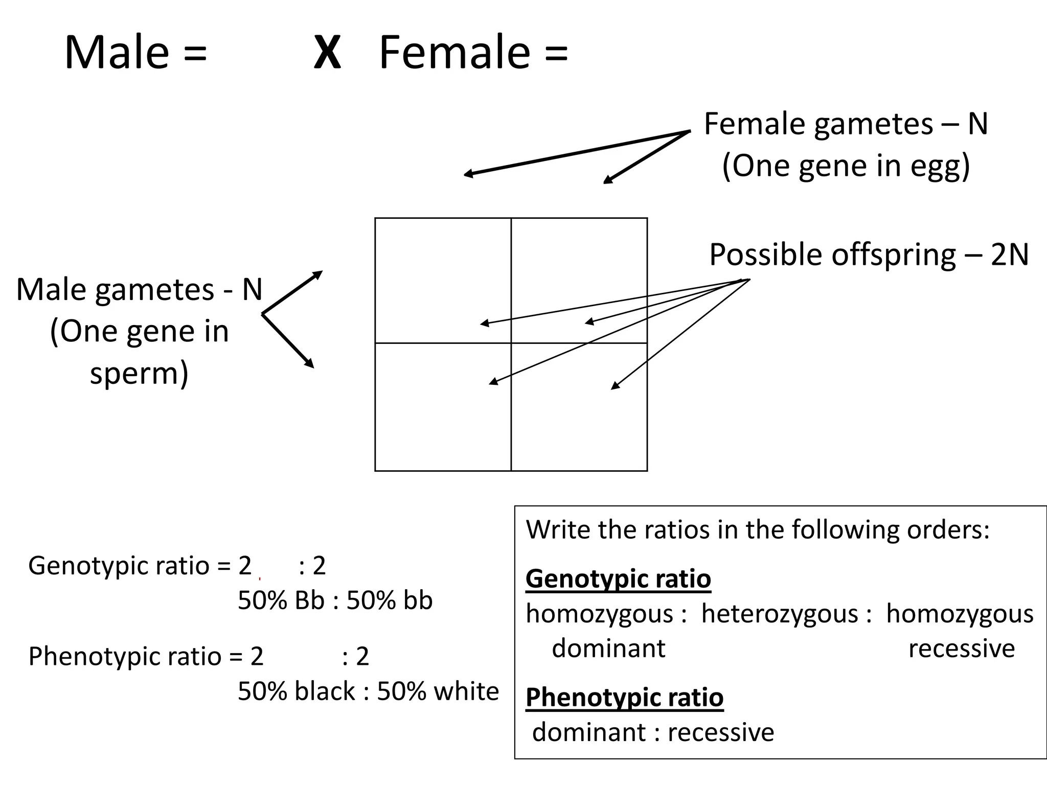 Genetics_Powerpoint.pptx | Genetics | Science
