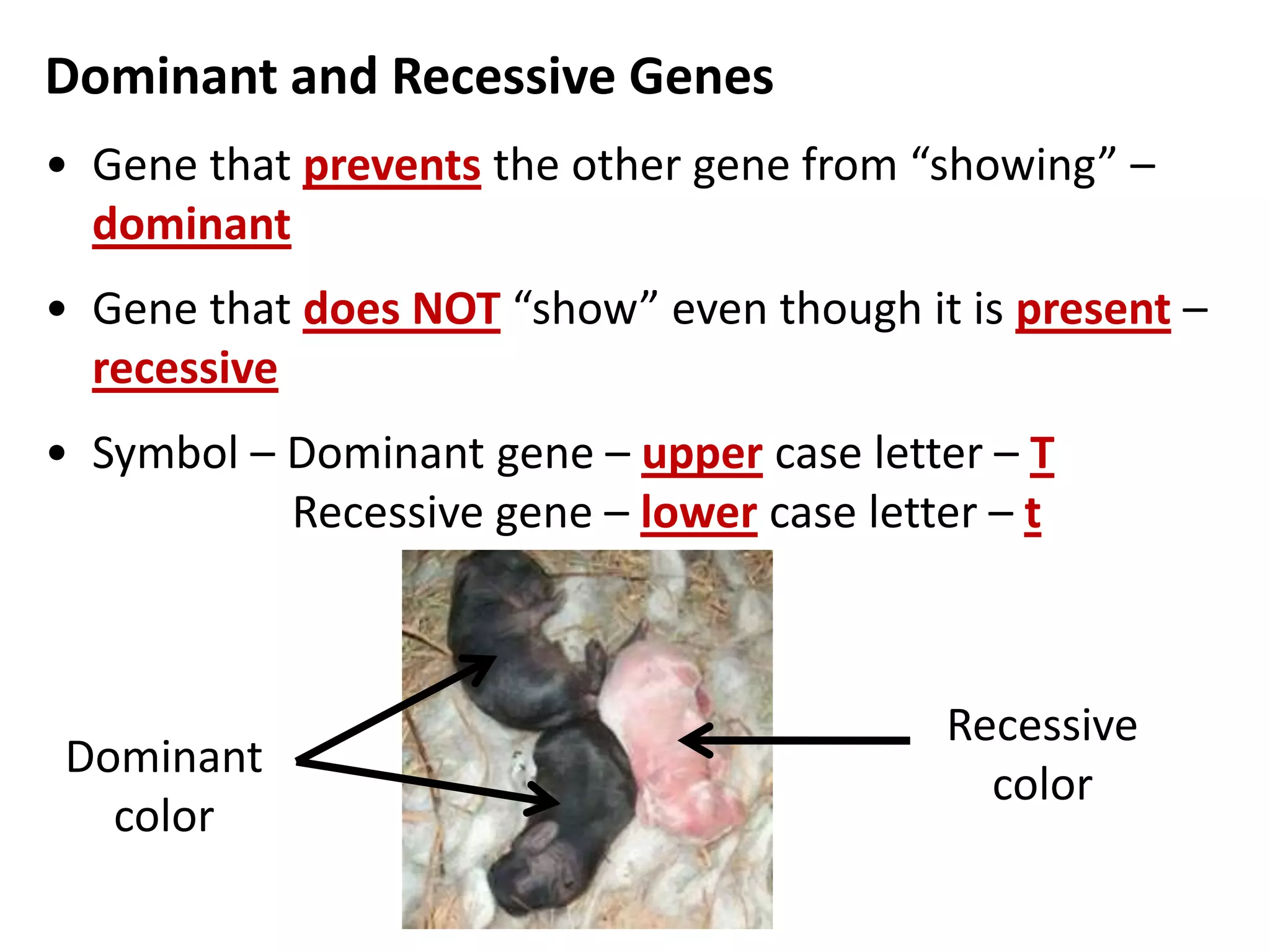 Genetics_Powerpoint.pptx | Genetics | Science