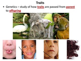 Genetics_Powerpoint.pptx | Genetics | Science