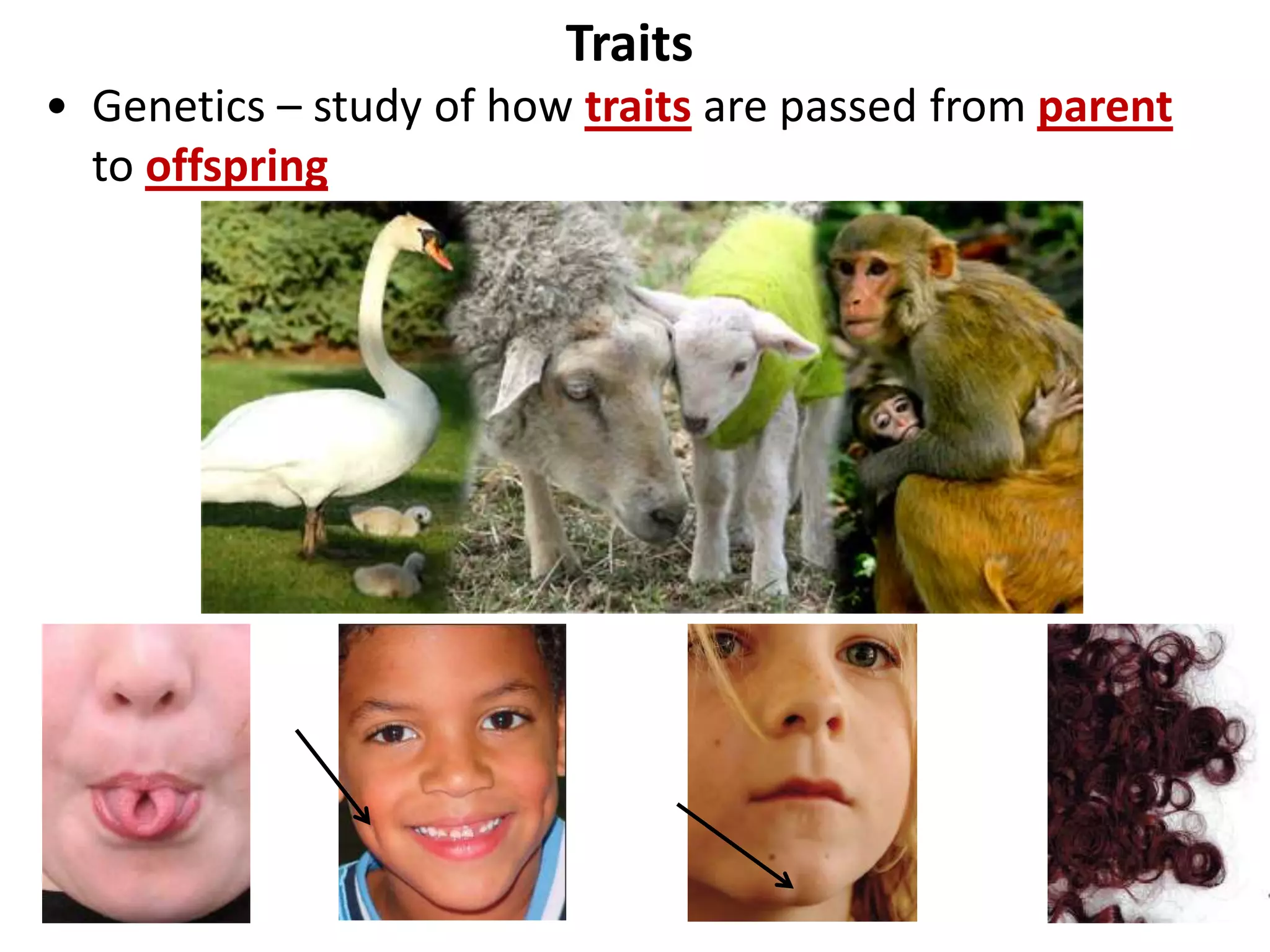 Genetics_Powerpoint.pptx