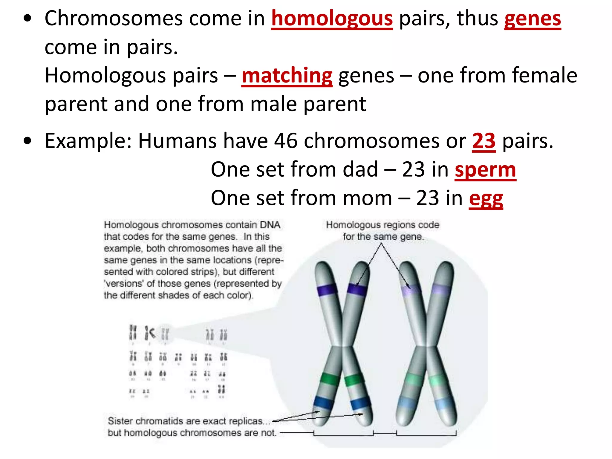 Genetics_Powerpoint.pptx