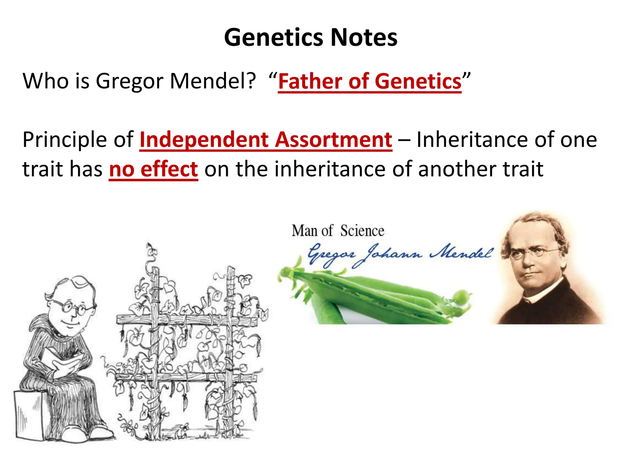 Genetics_Powerpoint mendel 738282364.pptx