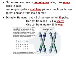 Genetics_Powerpoint mendel 738282364.pptx