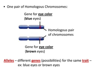 Genetics_Powerpoint mendel 738282364.pptx