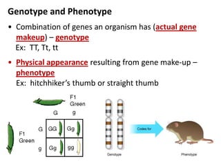 Genetics_Powerpoint mendel 738282364.pptx