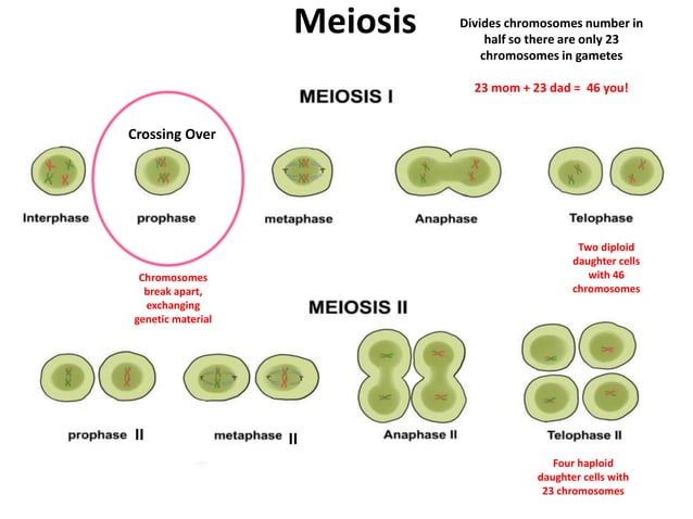 Genetics PowerPoint 2.pptx
