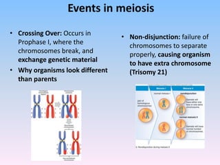 Genetics PowerPoint 2.pptx