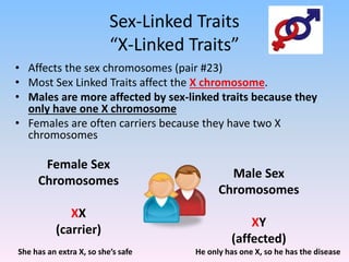 Genetics PowerPoint 2.pptx