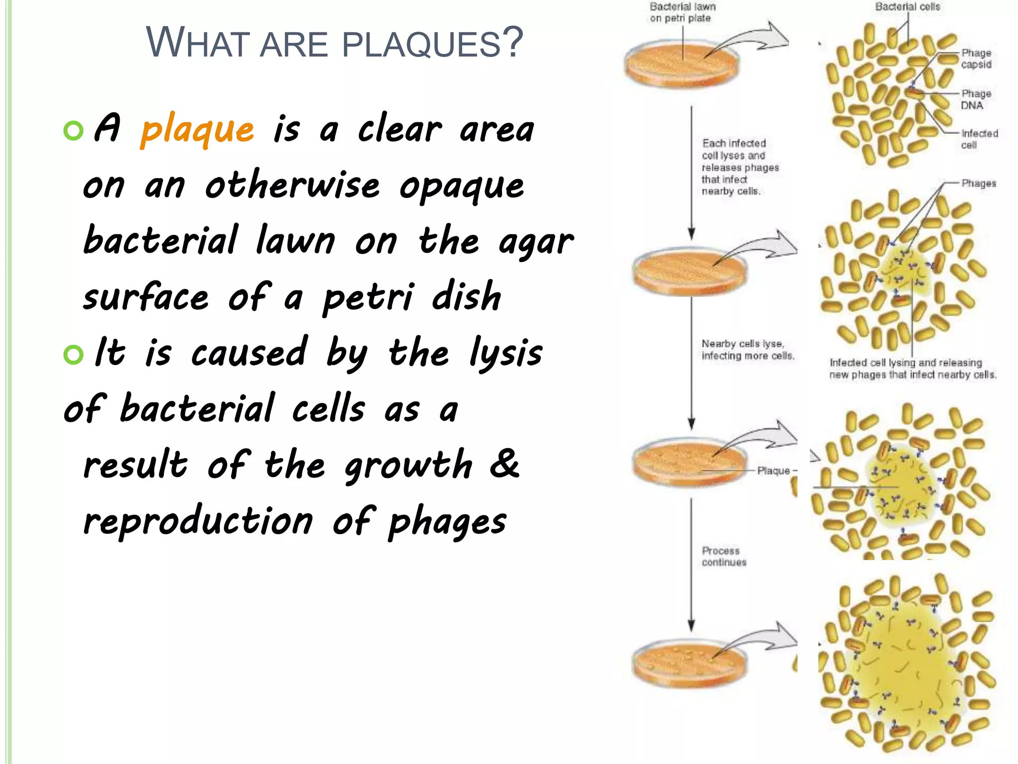 Genetics ppt | PPTX