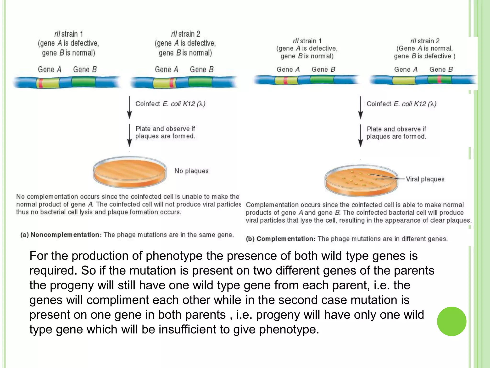 Genetics ppt | PPT