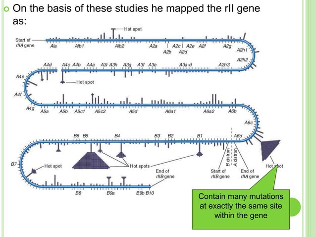 Genetics ppt | PPTX