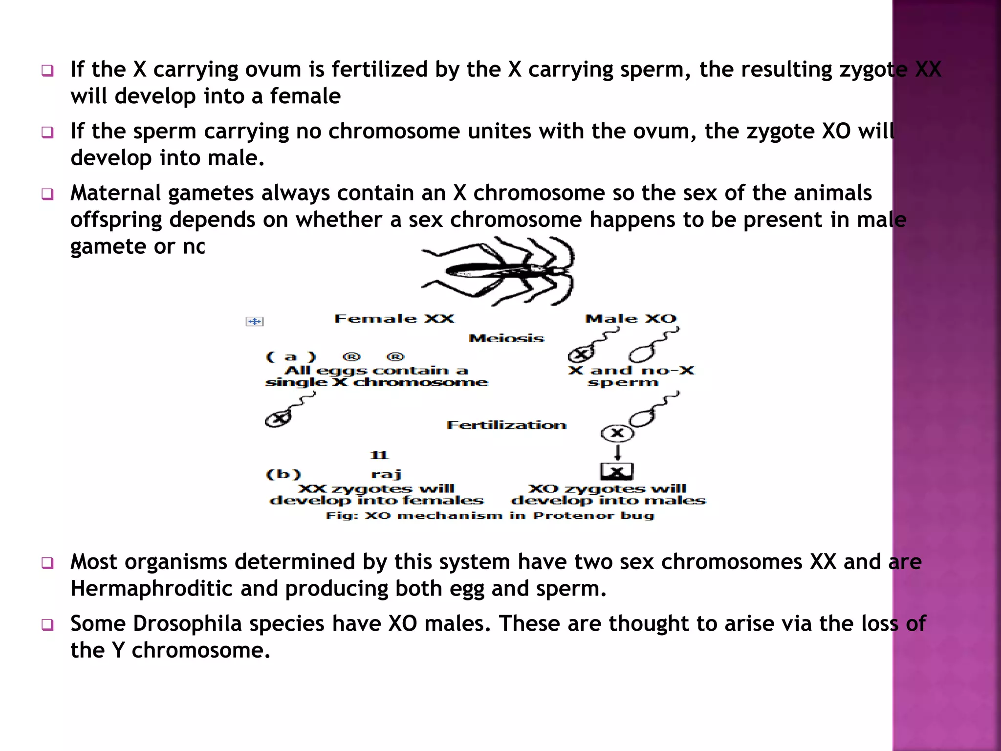 XX-XO Sex Determination | PPTX