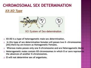 Xo Chromosome