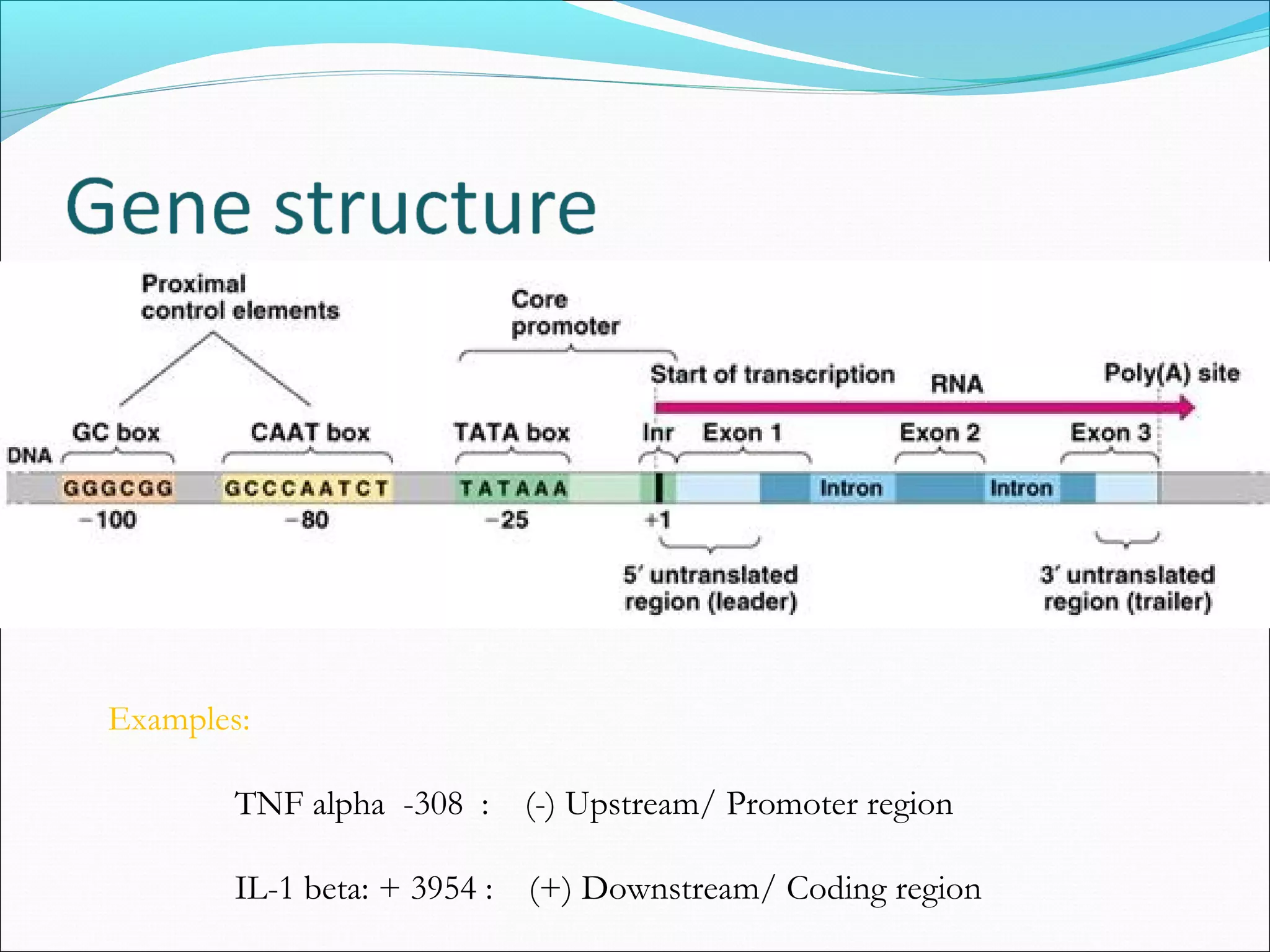 Genetics | PPT | Programming Languages | Computing