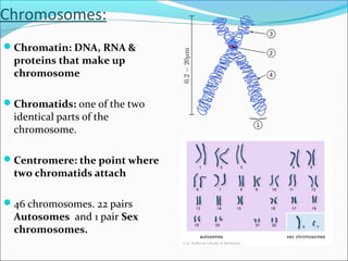 Genetics | PPT