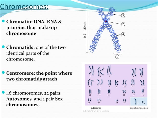 Genetics | PPT | Programming Languages | Computing