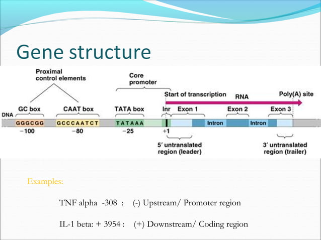 Genetics | PPT | Programming Languages | Computing