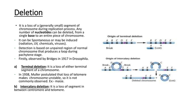 Deletion and Duplication of Chromosomes | PPTX | Genetics | Science