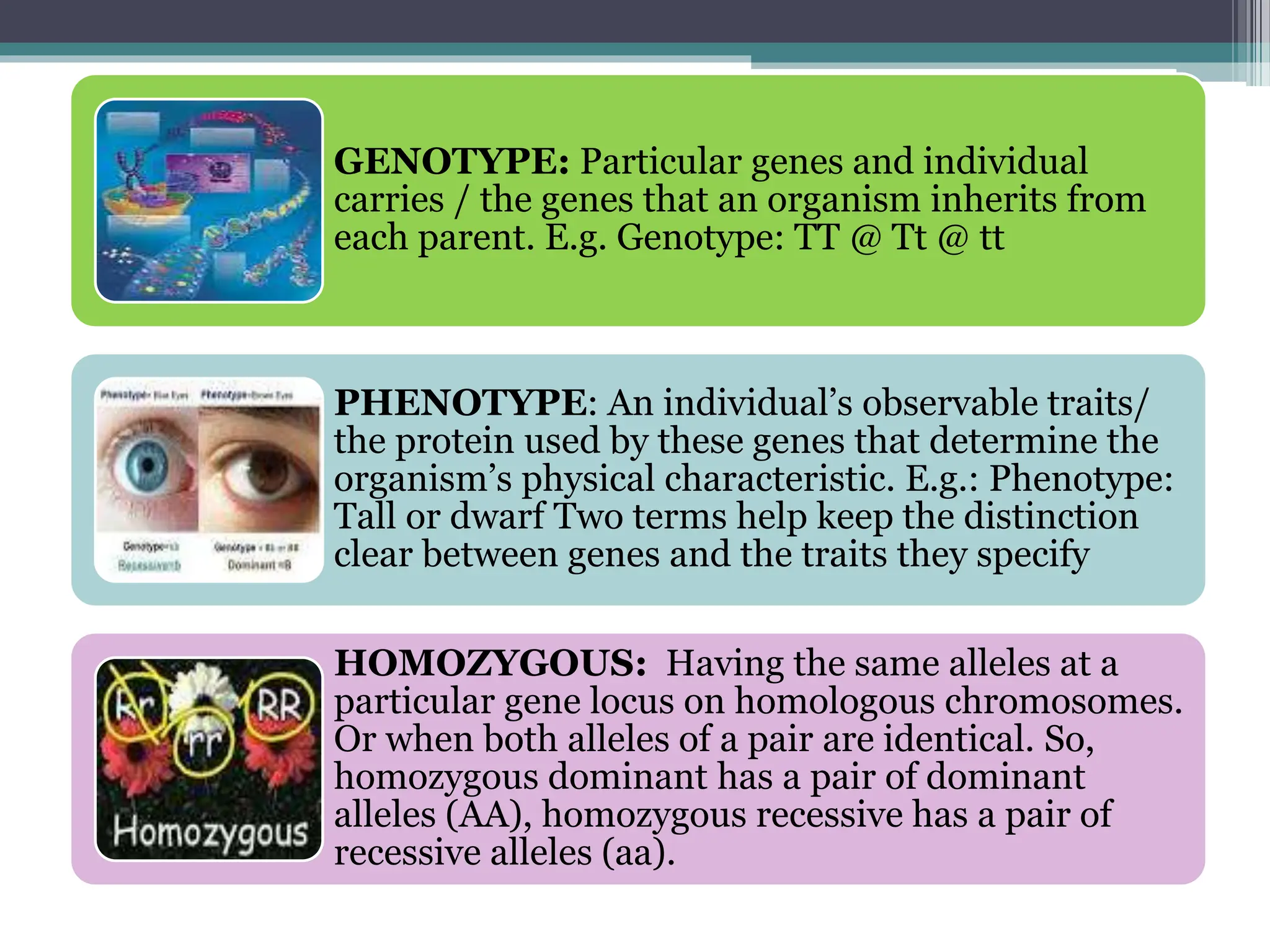 GENETICS PPT.pptx
